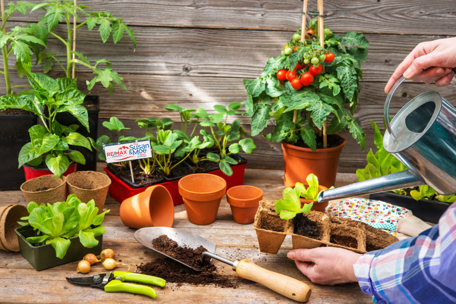 15 Easy to Grow Vegetables — RE/MAX the Susan and Moe Team