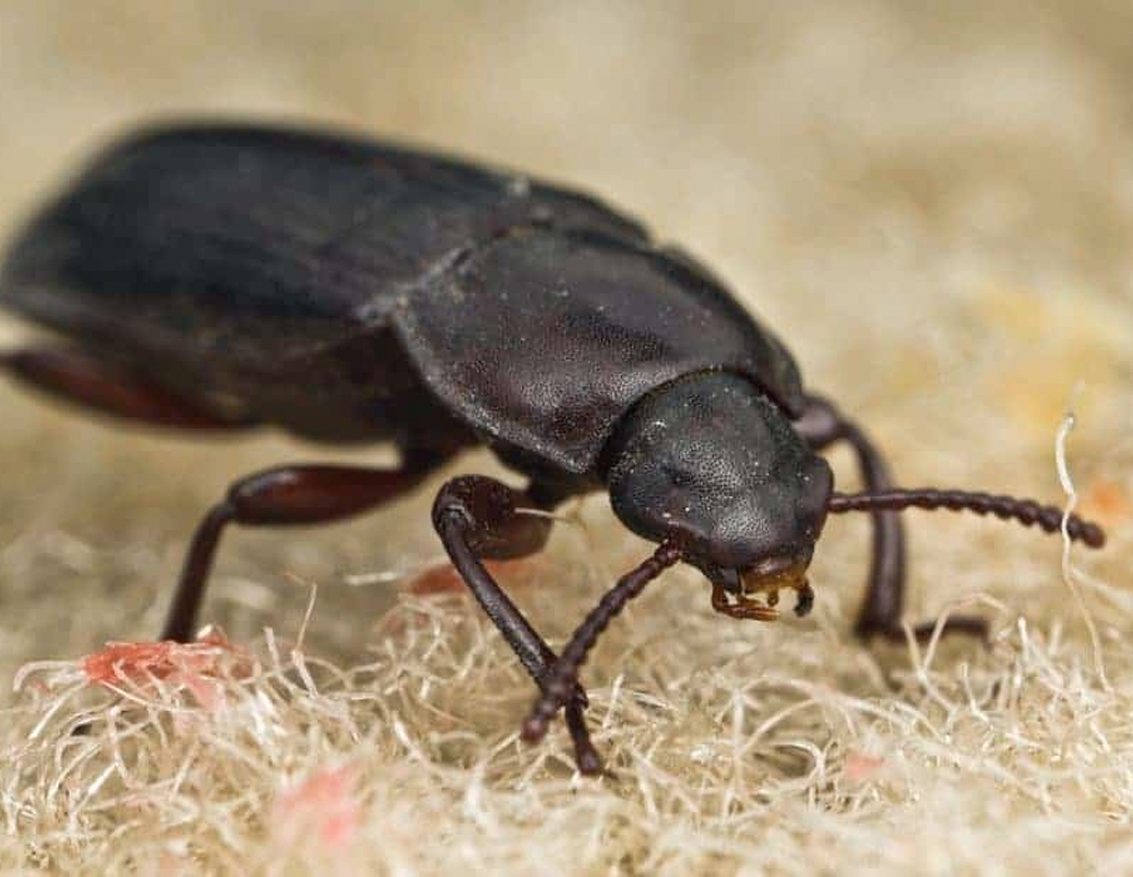 Household Pests — RE/MAX the Susan and Moe Team
